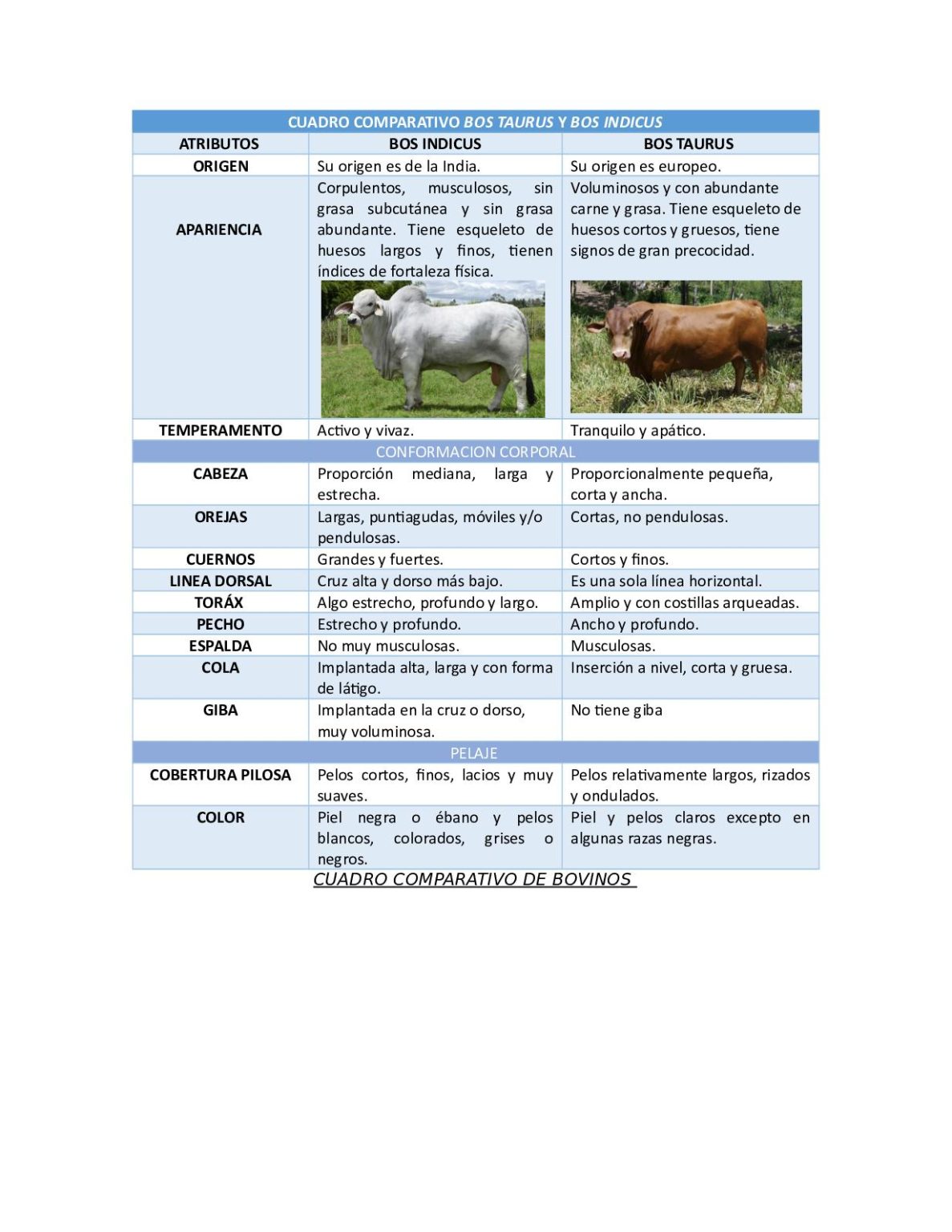 Explorando las diferencias: Bos Taurus vs Bos Indicus – Boquete Meats